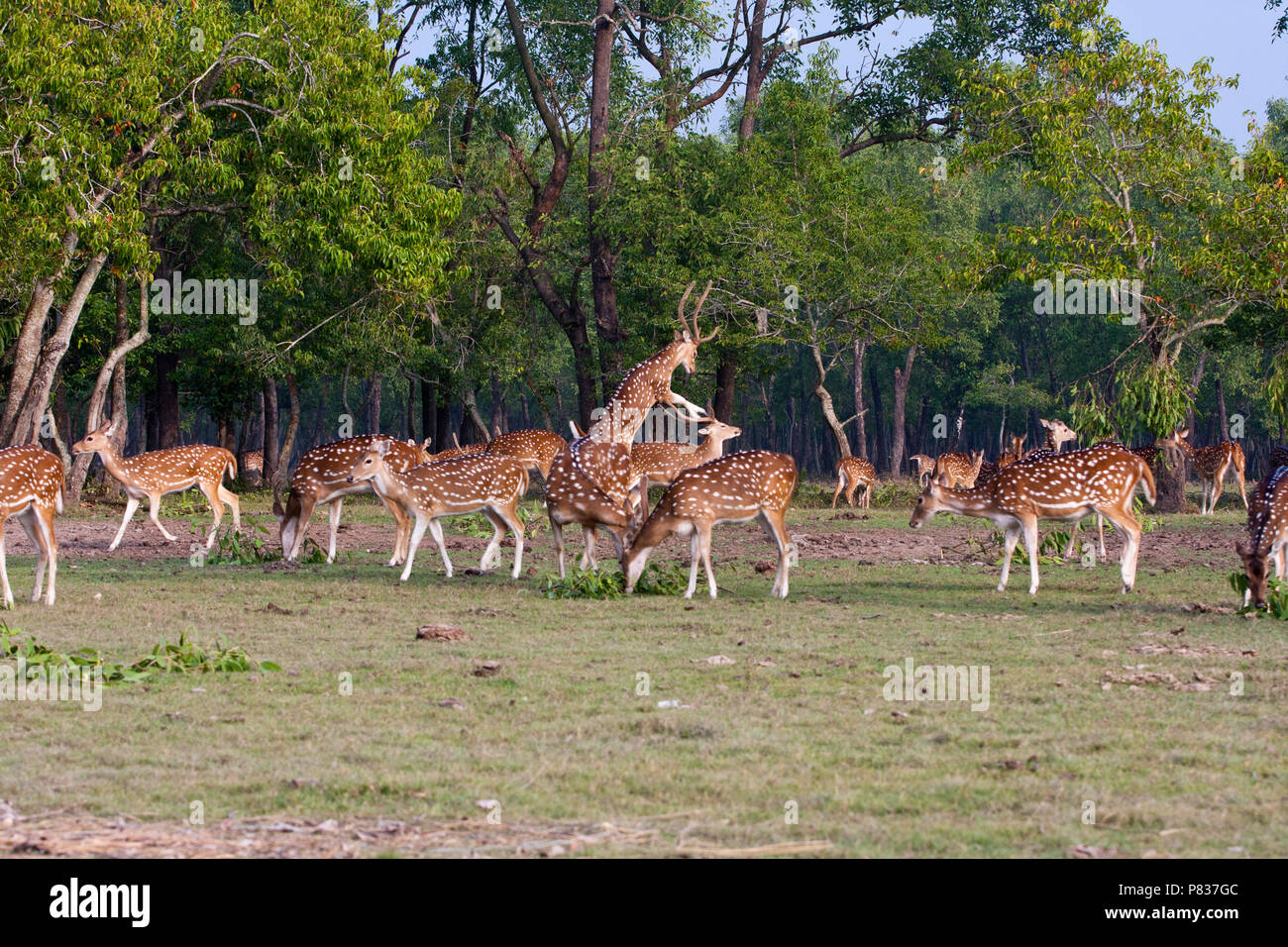 Nijhum dip hi-res stock photography and images - Alamy