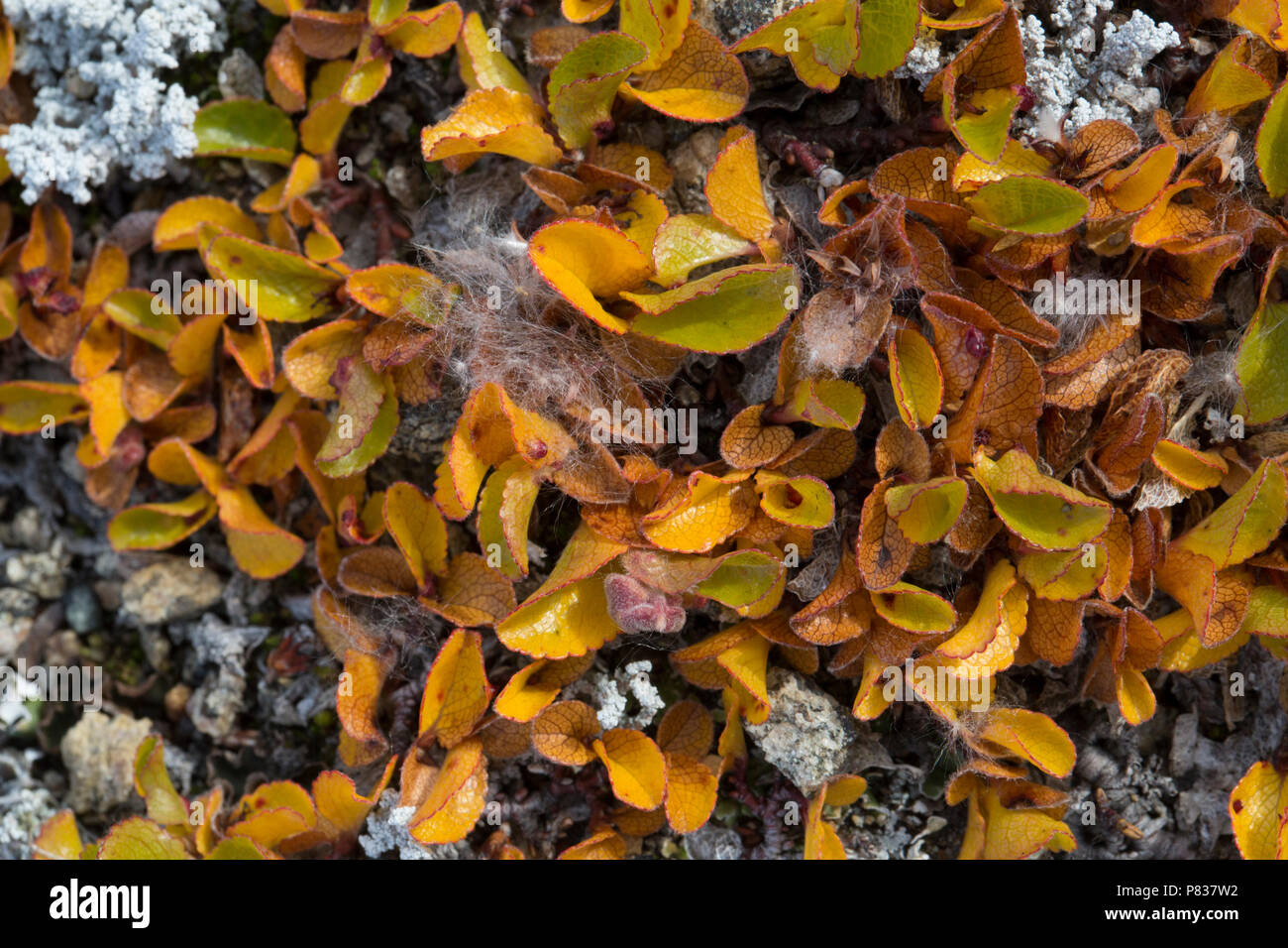 Close-up of arctic berry plants, Tasiilaq, East Greenland Stock Photo ...