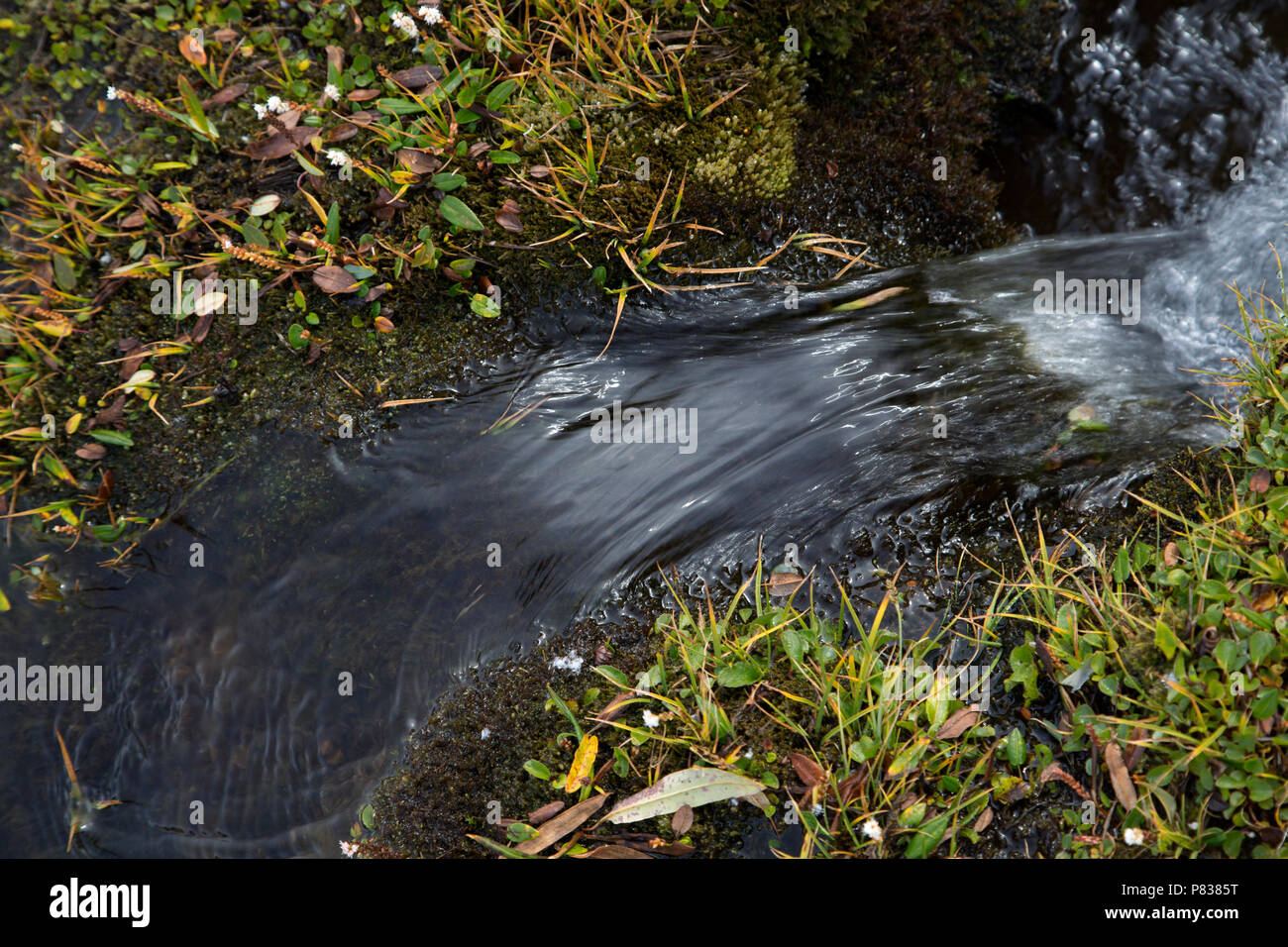 Watery stream running through alpine meadow, Taliisaq, Greenland Stock ...