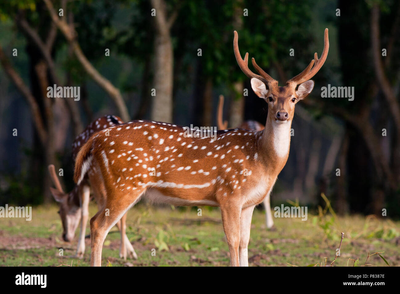 Spotted deer at Nijhum Dwip. Hatia, Noakhali, Bangladesh Stock Photo ...