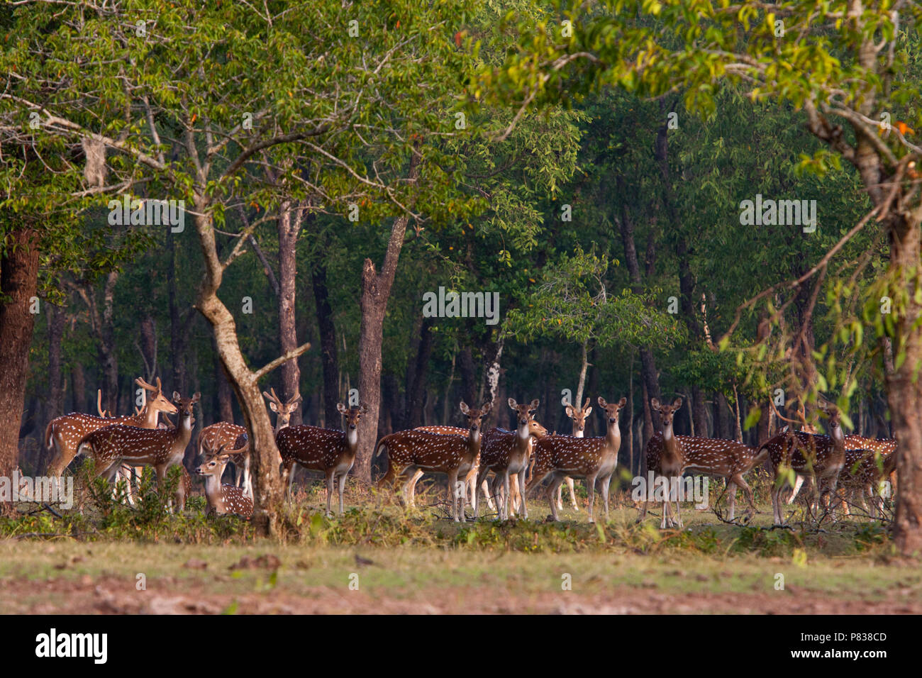Nijhum dip hi-res stock photography and images - Alamy