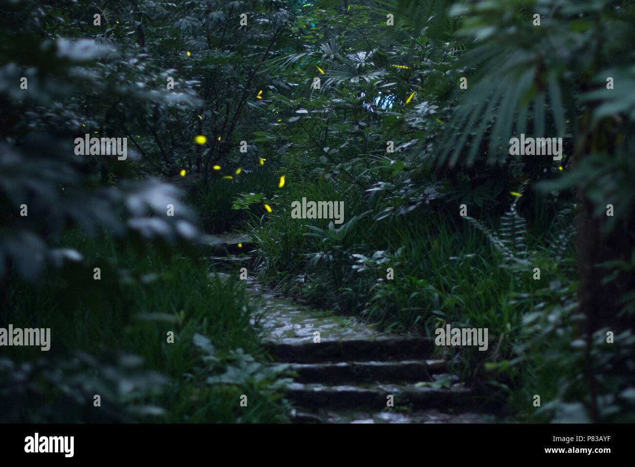Firefly flashes hi-res stock photography and images - Alamy