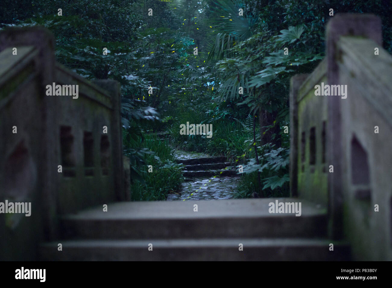 Firefly flashes hi-res stock photography and images - Alamy