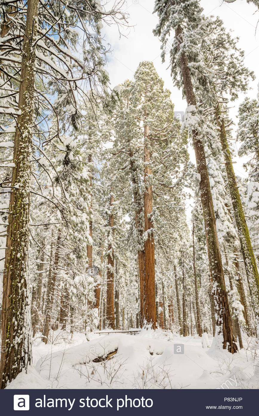 Grove Of Huge Trees High Resolution Stock Photography and Images - Alamy