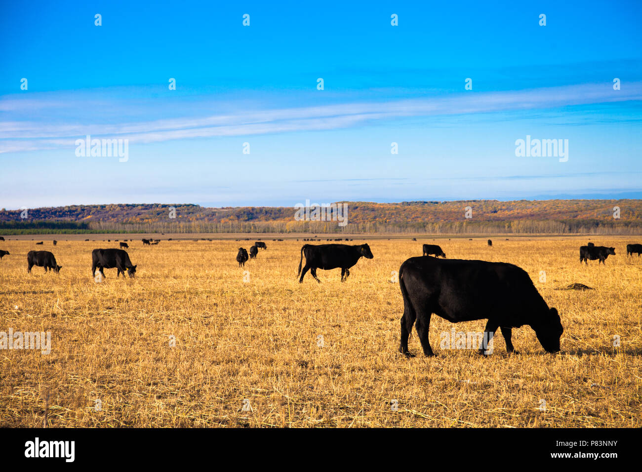 Black angus front hi-res stock photography and images - Alamy