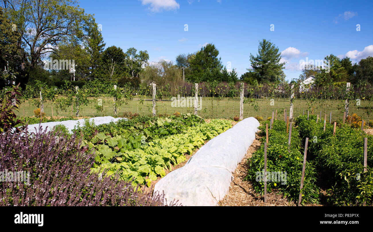 Spring vegetables rows garden hi-res stock photography and images - Alamy