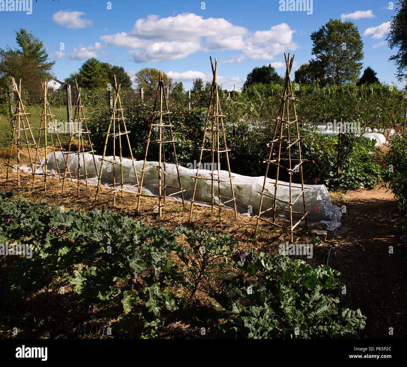 Spring vegetables rows garden hi-res stock photography and images - Alamy