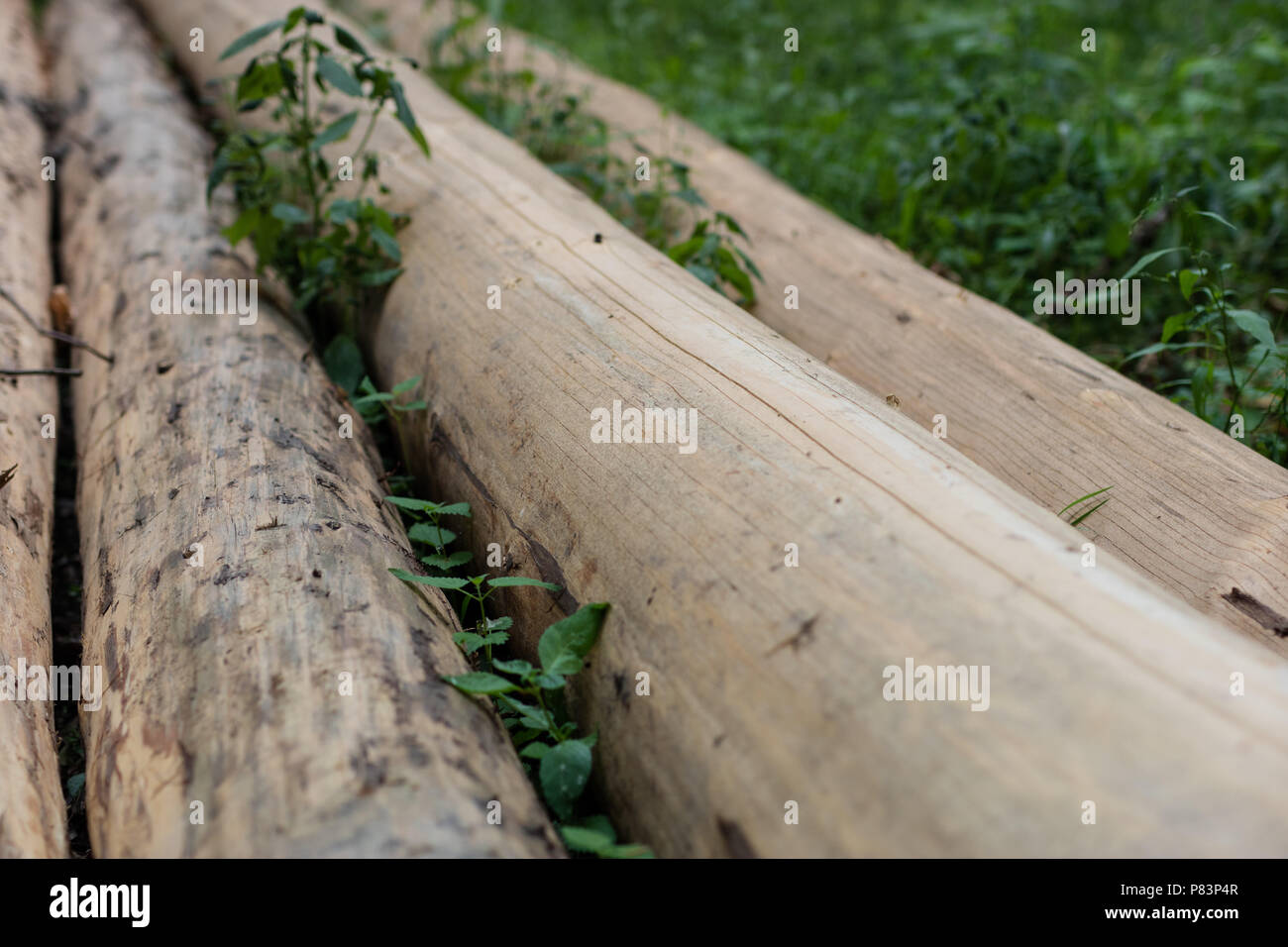 Sparked log of hardwood in the forest. Cut tree prepared for export ...