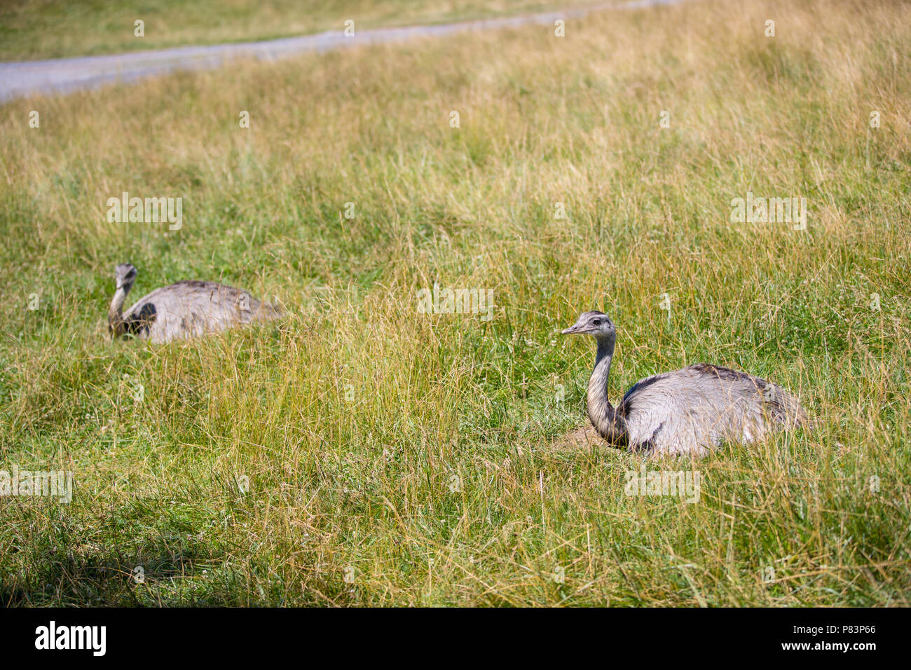 Emu in a grassy field Stock Photo - Alamy