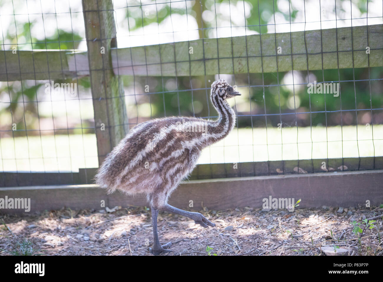 Emu in a grassy field Stock Photo - Alamy