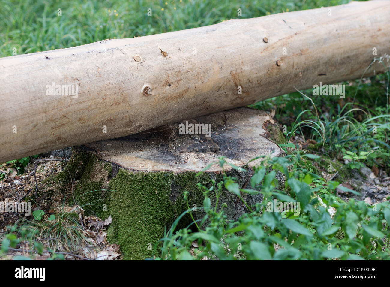 Logs that have been stripped hi-res stock photography and images - Alamy
