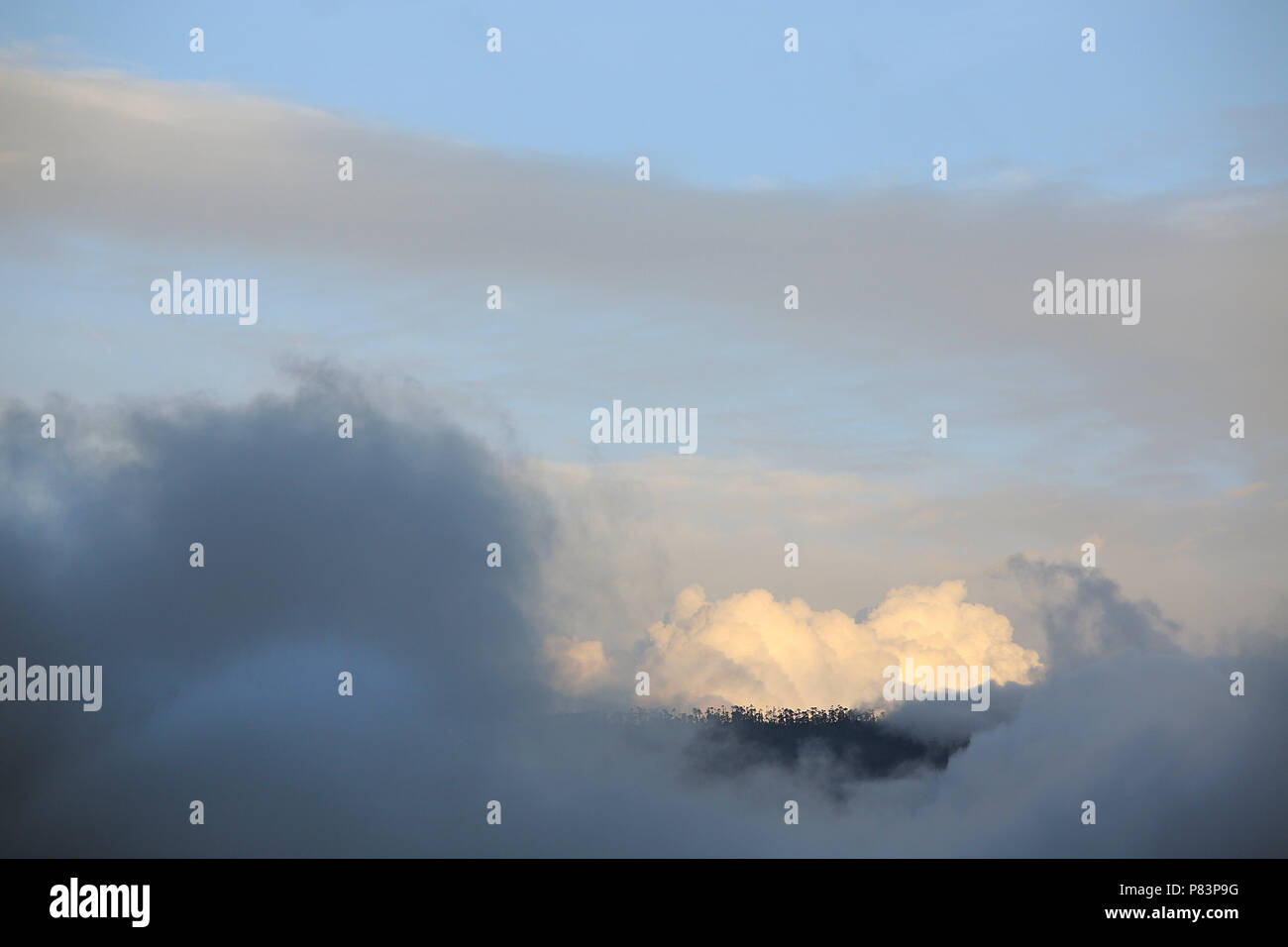 Grey sky through tree tops hi-res stock photography and images - Alamy