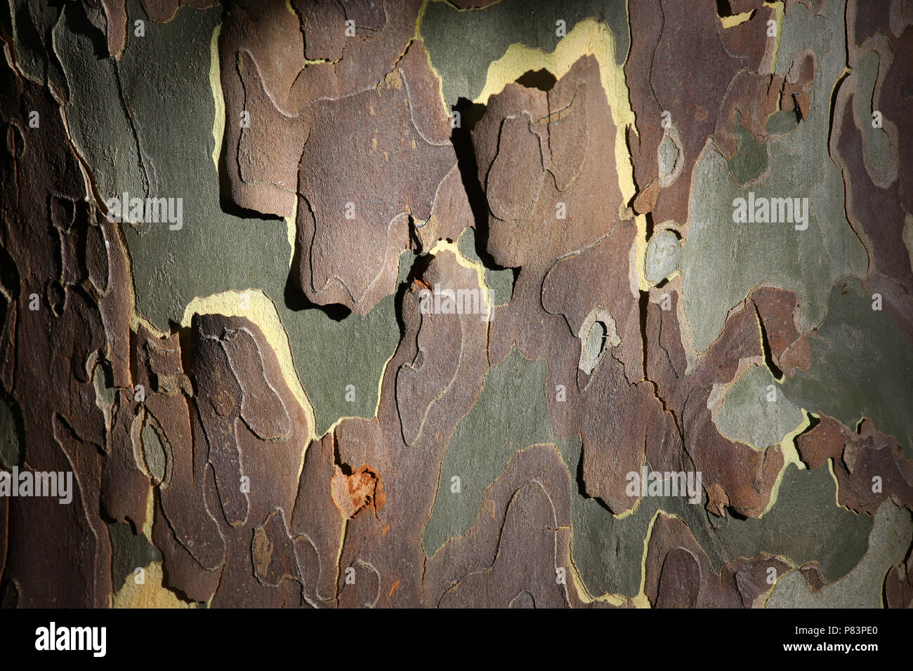 Layers of flaking bark on tree trunk Stock Photo - Alamy