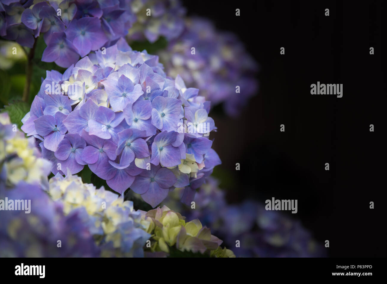 Dark purple hydrangea hi-res stock photography and images - Alamy