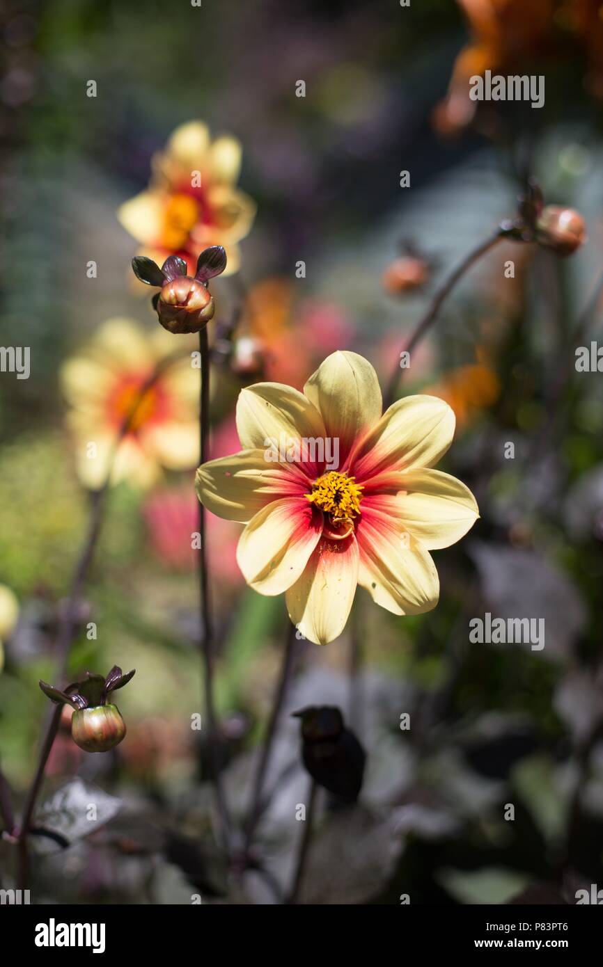 Dahlia moonfire hi-res stock photography and images - Alamy