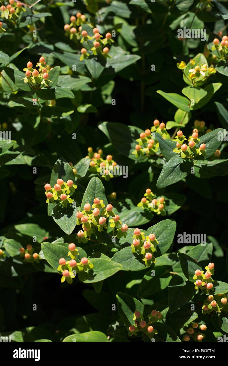 A St. John's Wort plant Stock Photo - Alamy