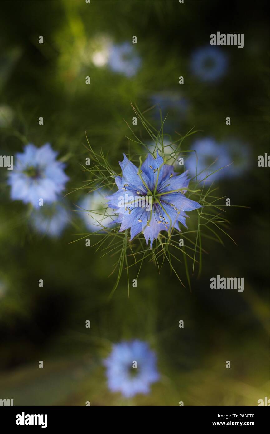Love In A Mist Stock Photos & Love In A Mist Stock Images - Alamy