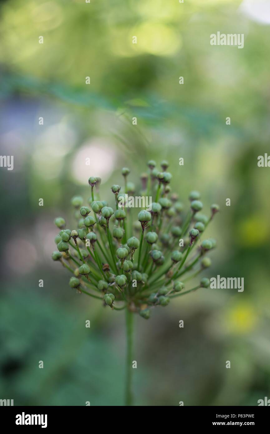 Plant with explosive seed pods hi-res stock photography and images - Alamy