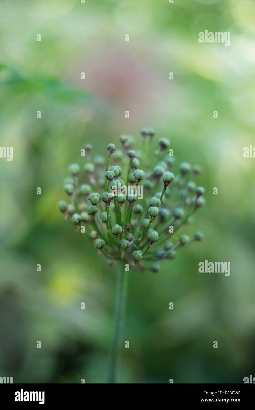 Unusual Seed Pods High Resolution Stock Photography and Images - Alamy