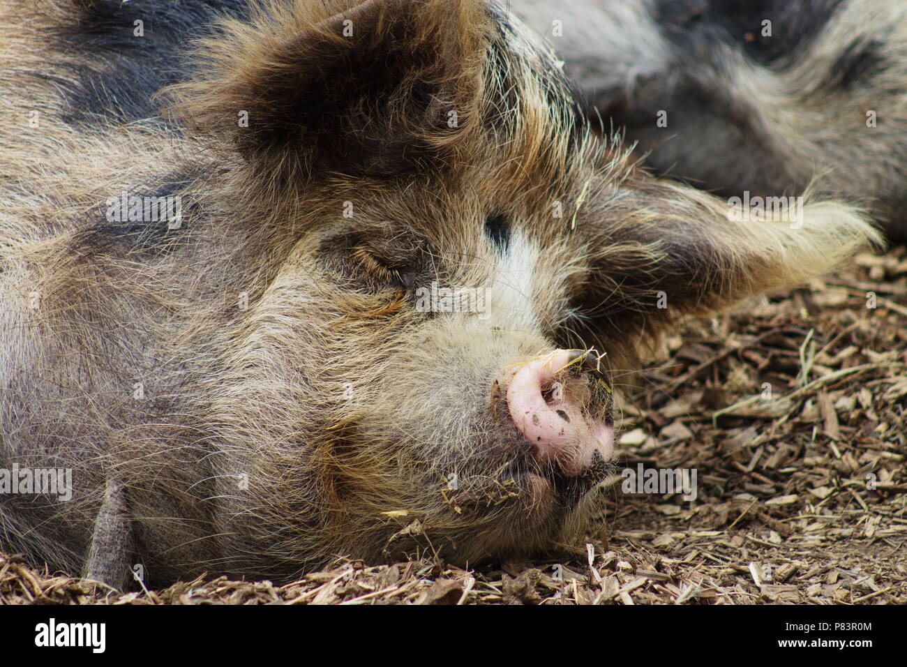 The kunekune, is a small breed of domestic pig from New Zealand Stock ...
