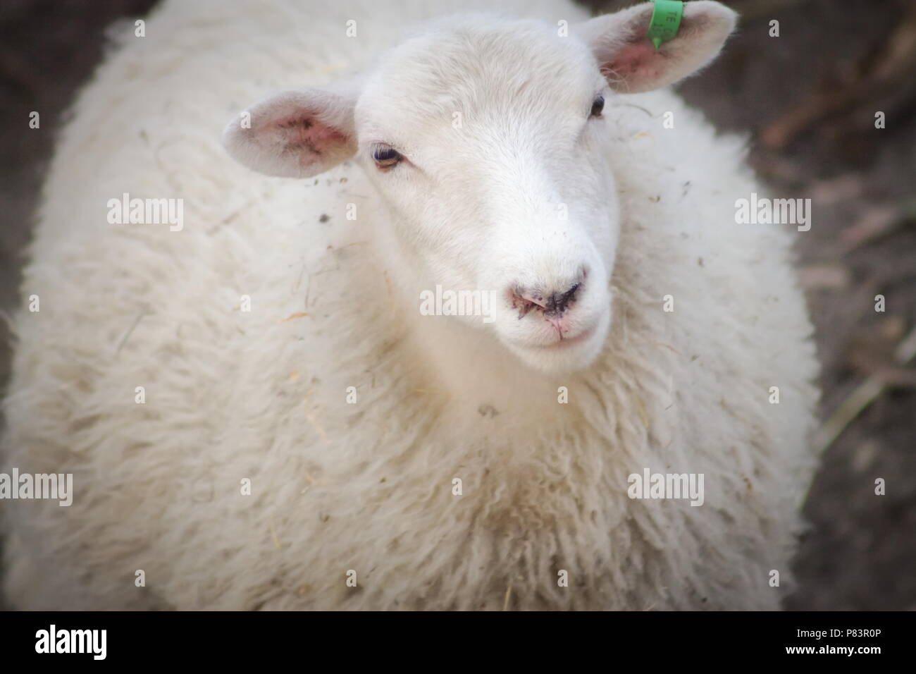 The Finnish Landrace, Finn or Finnsheep is a breed of domestic sheep ...