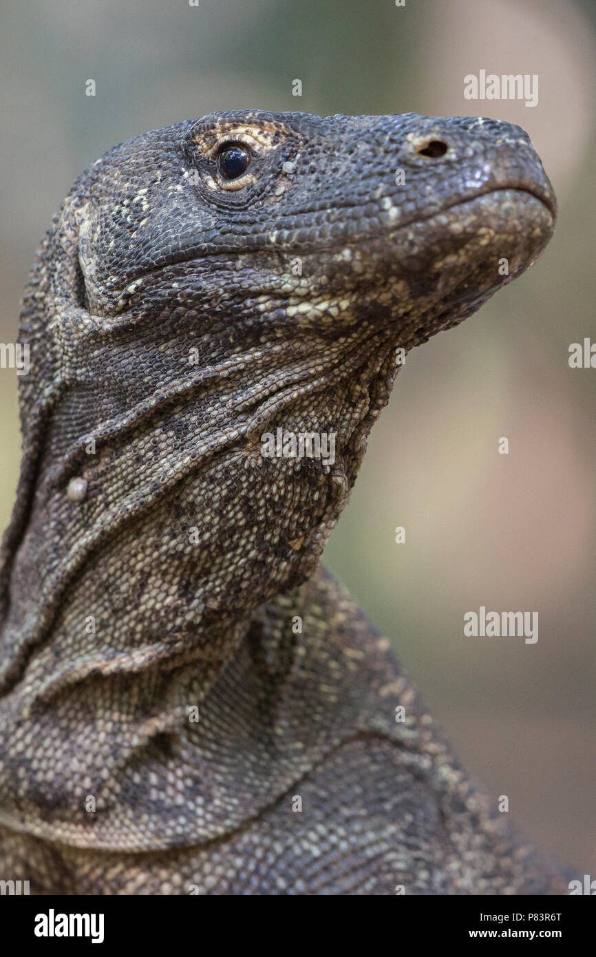 Komodo dragon hi-res stock photography and images - Alamy
