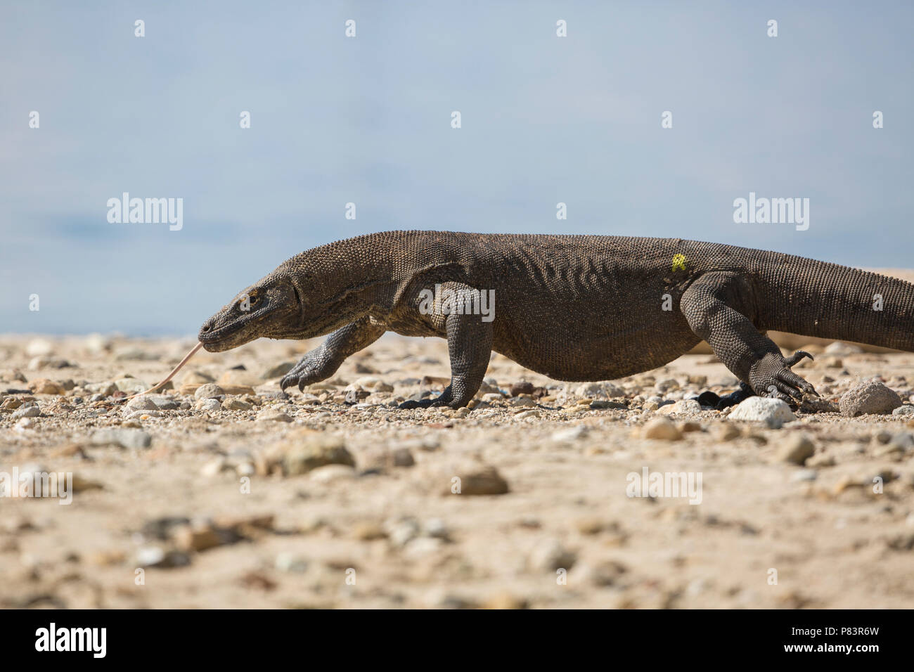 Komodo Dragon, Komodo Stock Photo - Alamy