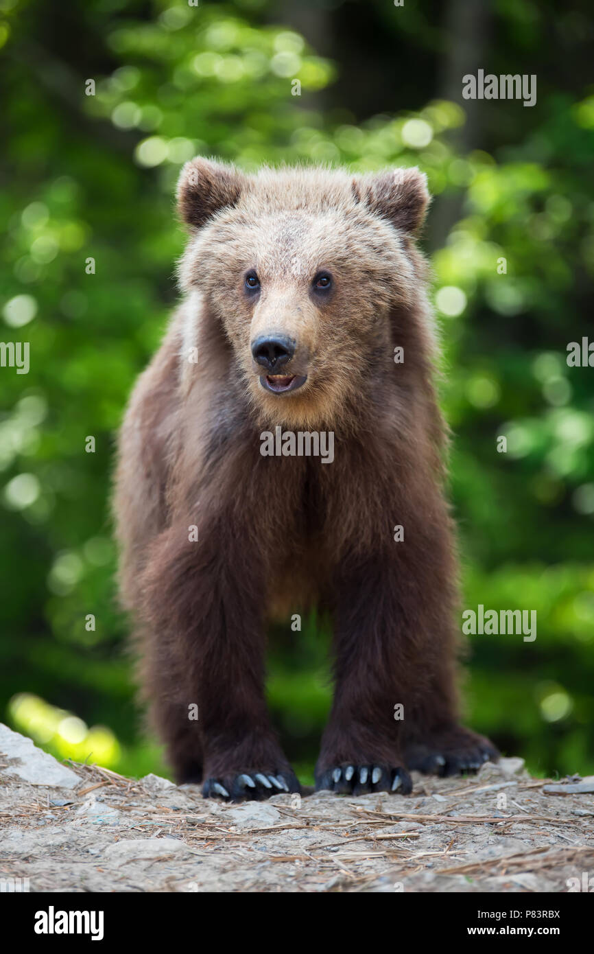 Brown bear cub in the forest. Animal in the nature habitat Stock Photo ...