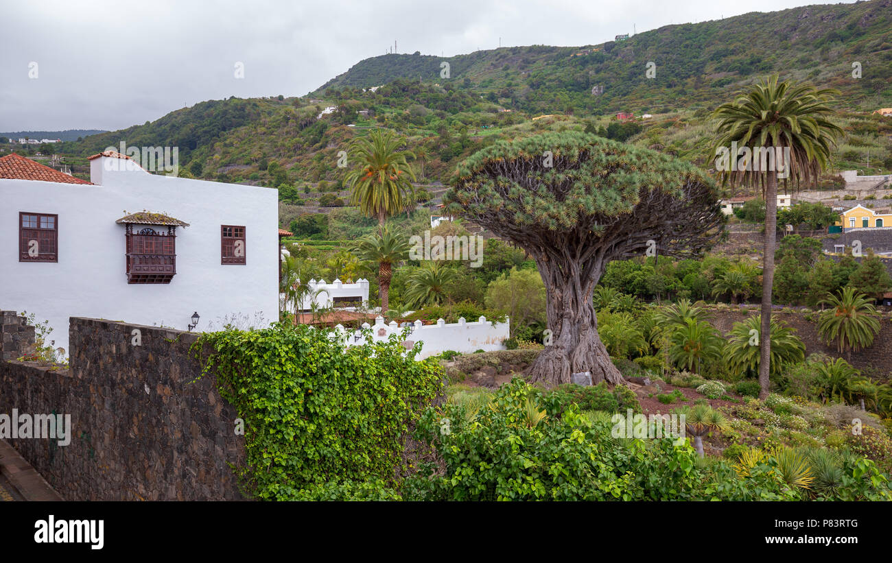 Drago milenario hi-res stock photography and images - Alamy
