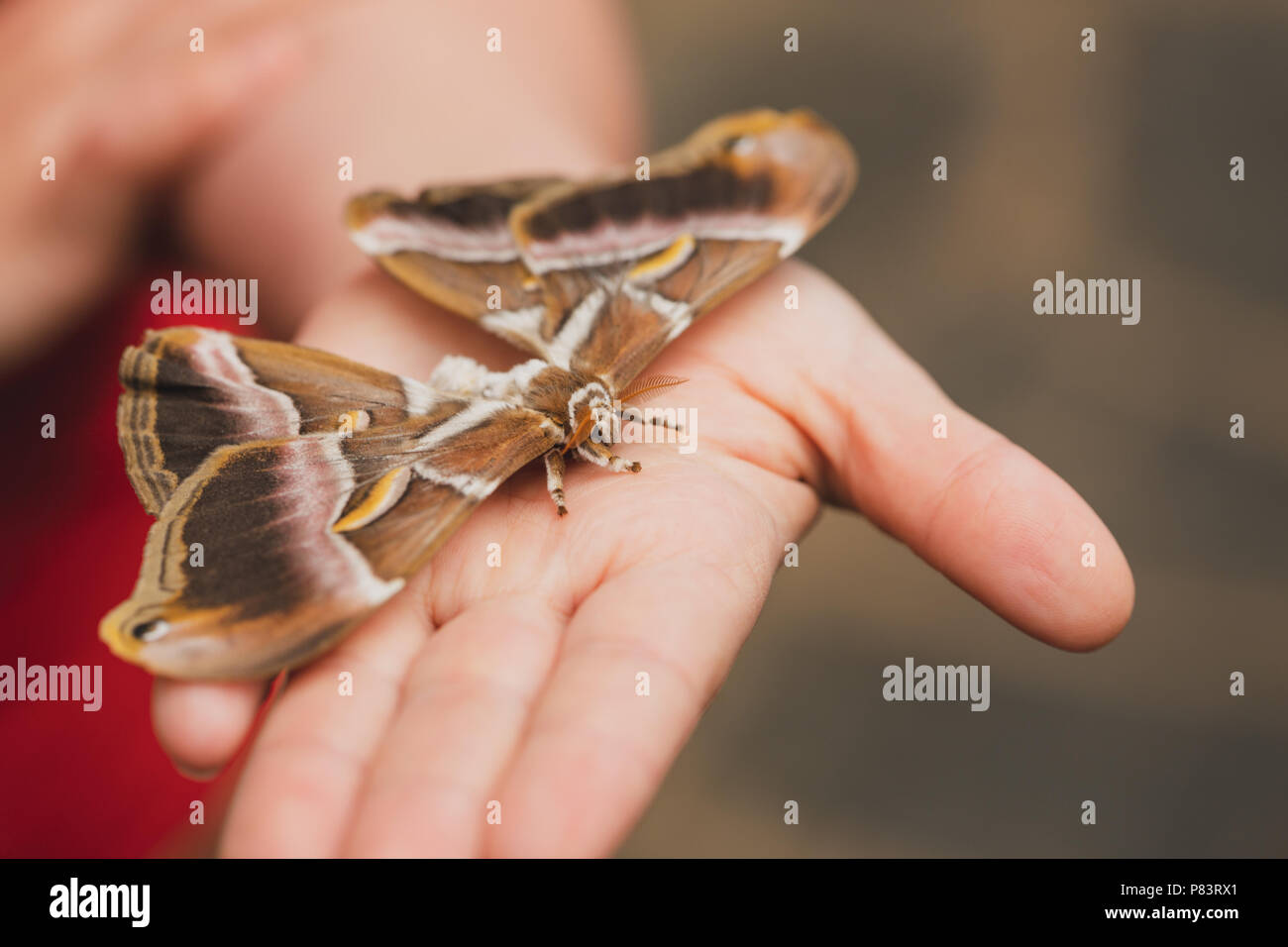 Giant moth hi-res stock photography and images - Alamy