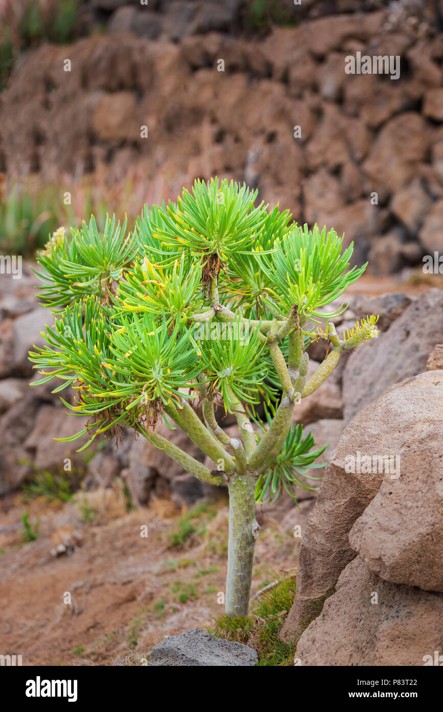 Small dragon tree in rocky environment Stock Photo - Alamy