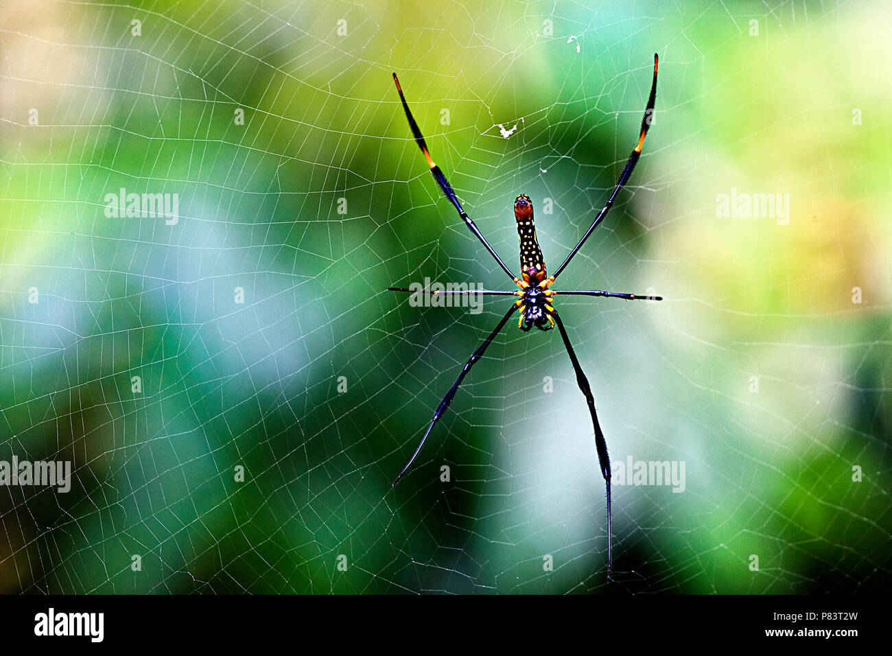 Huntsman spiders hi-res stock photography and images - Alamy