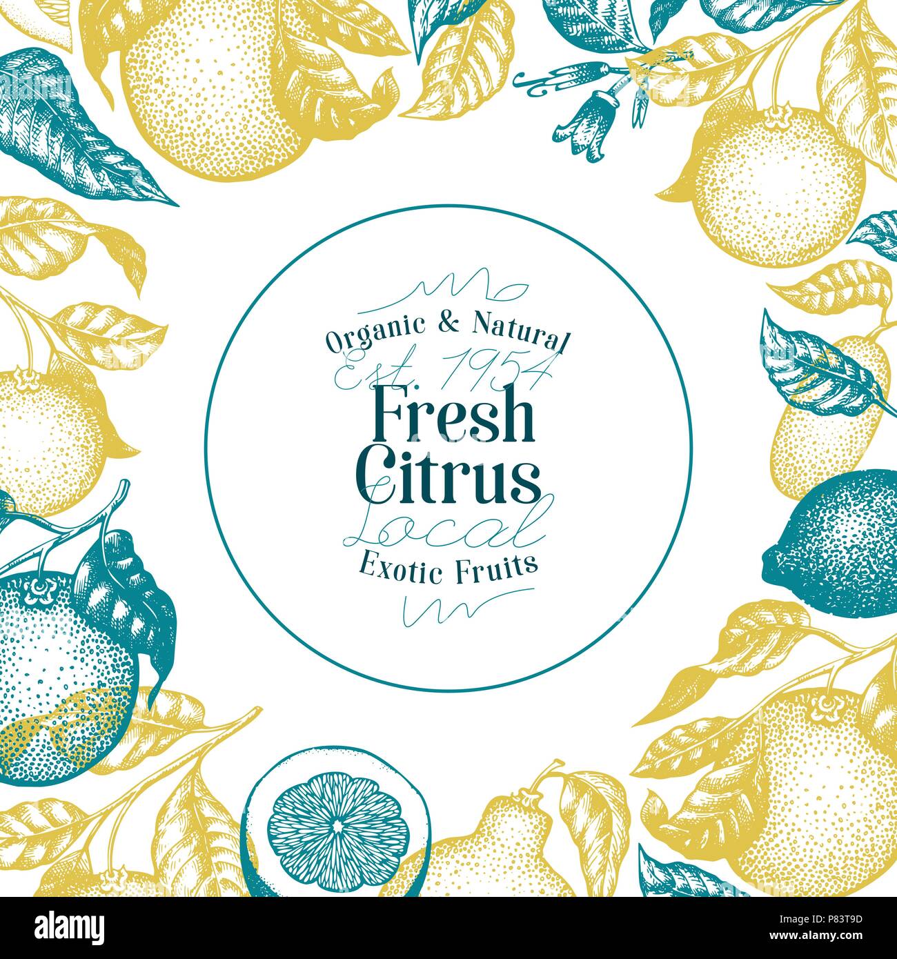 Citrus fruits banner template. Hand drawn vector fruit illustration ...