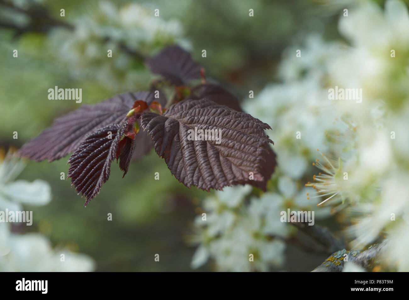 Corylus avellana ‘red majestic’ leaf hi-res stock photography and ...