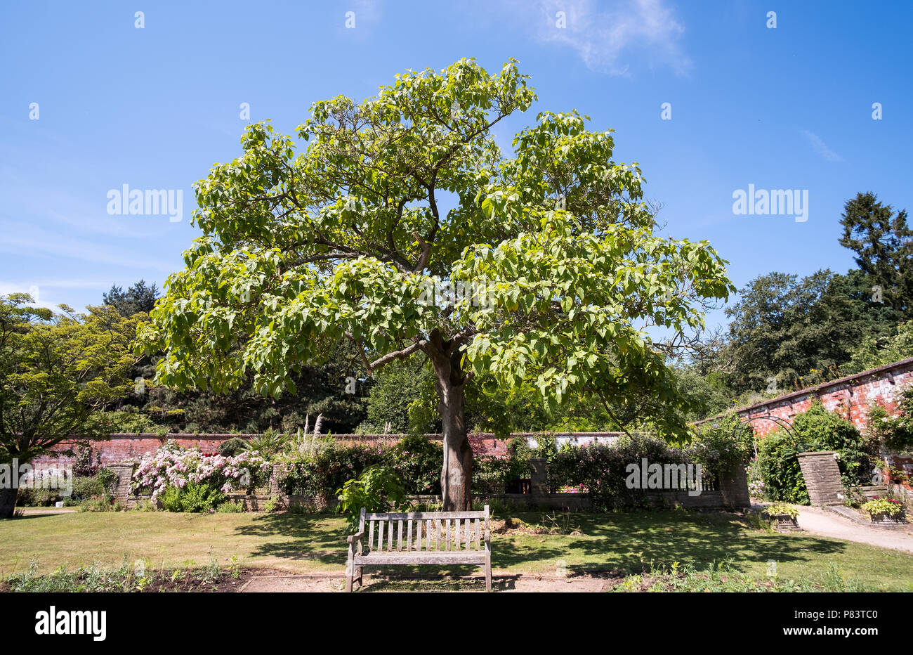 Bench under big trees hi-res stock photography and images - Alamy