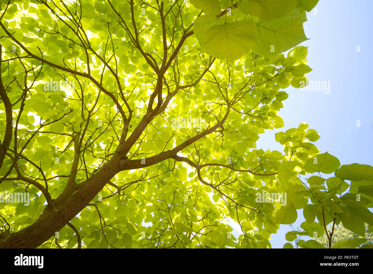 Looking upwards at a backlit tree canopy Stock Photo - Alamy