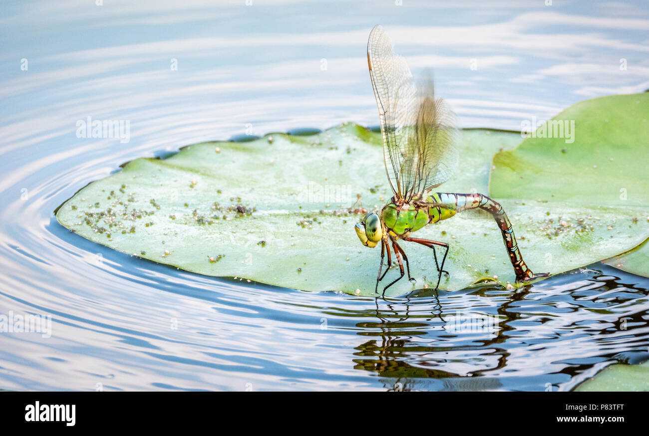 Female Emperor dragonfly Anax imperator ovipositing amongst water ...