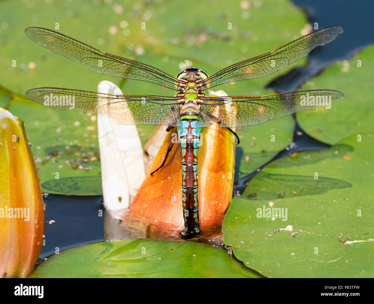 Female Emperor dragonfly Anax imperator ovipositing amongst water ...
