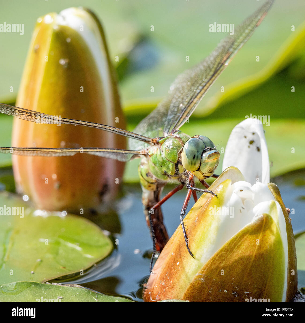 Female Emperor dragonfly Anax imperator ovipositing amongst water ...