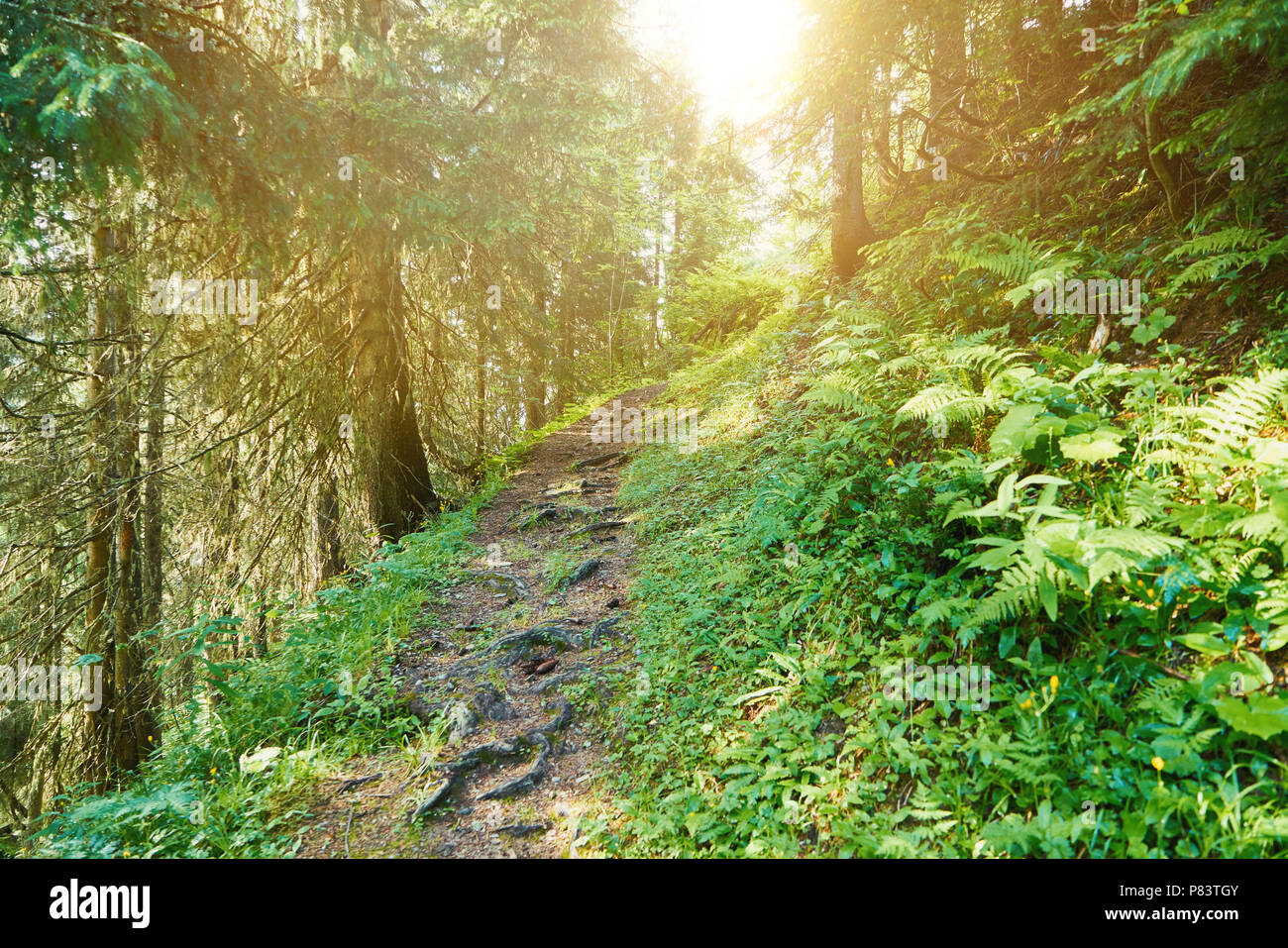 Hiking path in the forest through the Alps with sun in summer Stock ...