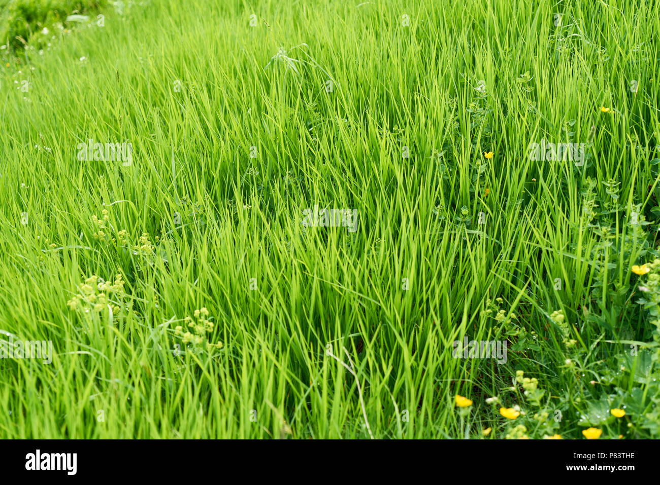 Many green blades of grass on meadow as nature background Stock Photo ...