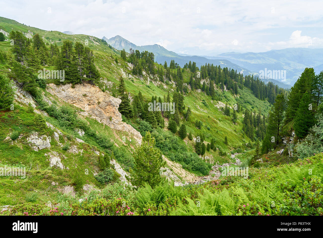 Alpine tree hi-res stock photography and images - Alamy