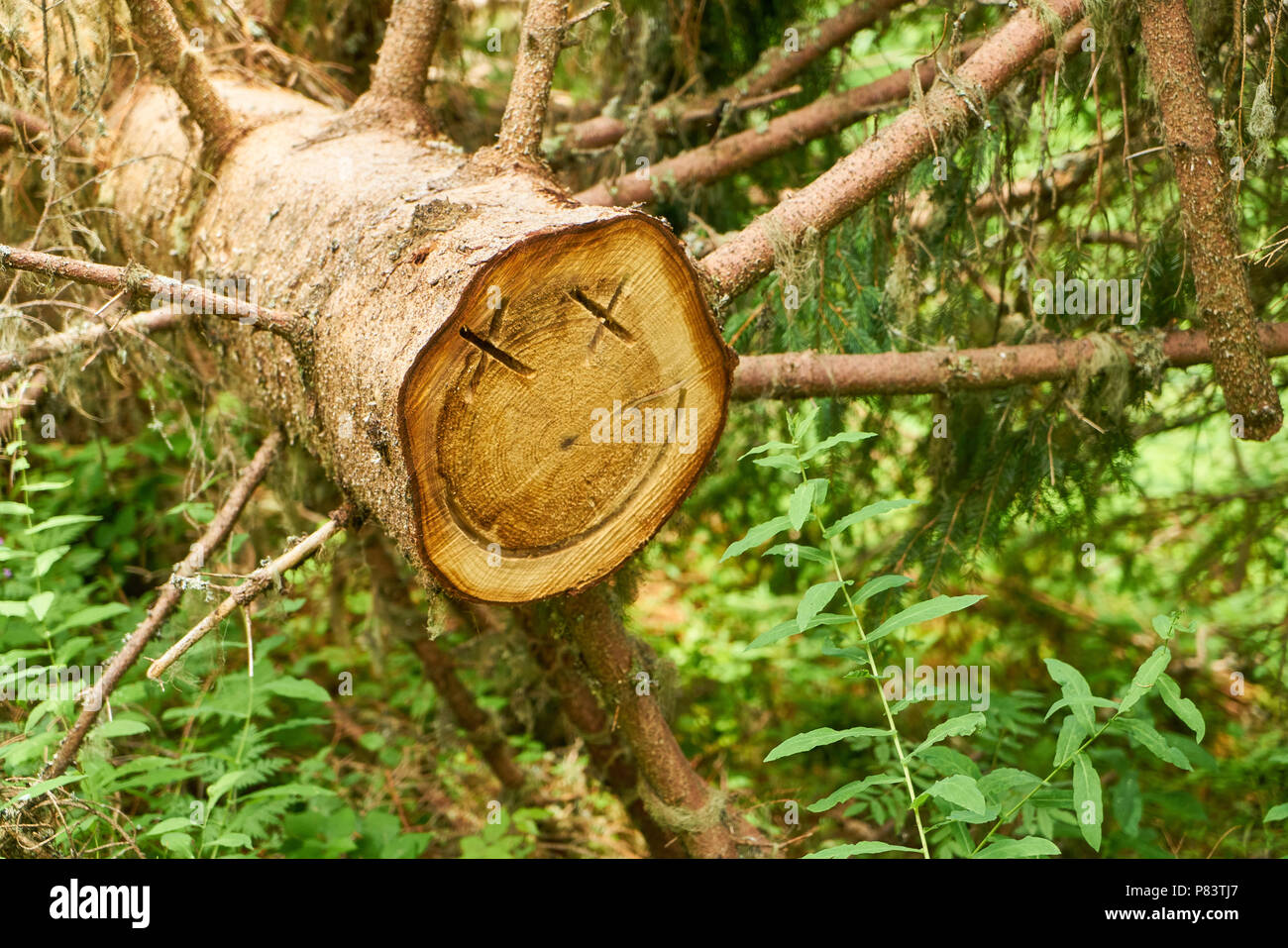 Smiley face in a felled tree trunk in the forest Stock Photo - Alamy