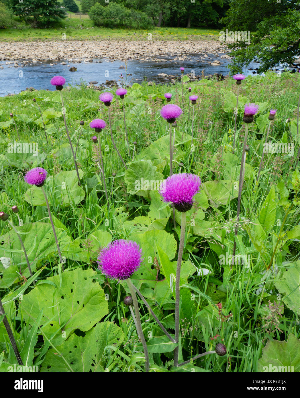 Tall thistles hi-res stock photography and images - Alamy