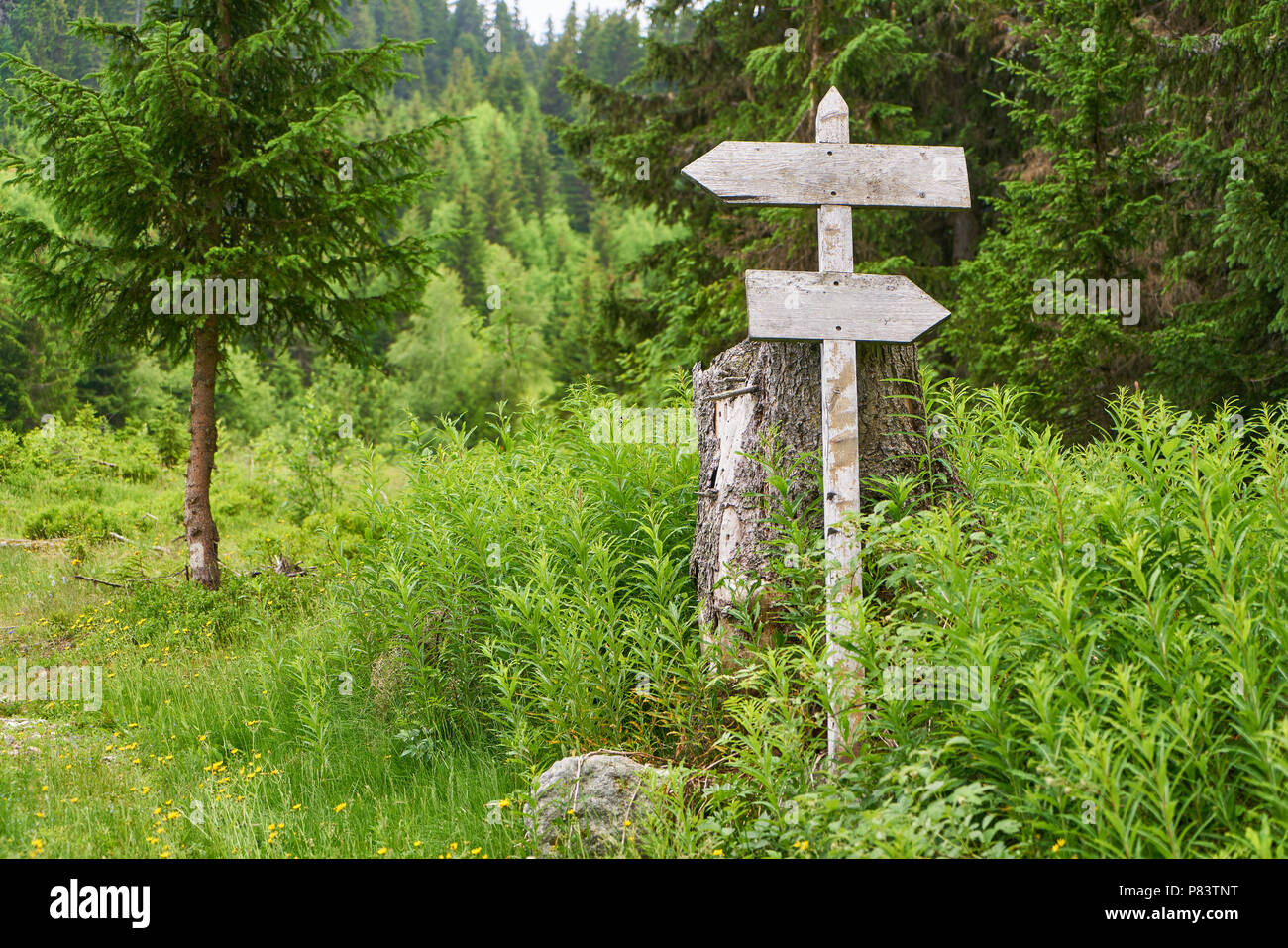 Two empty signposts made of wood in the forest indicate the direction ...