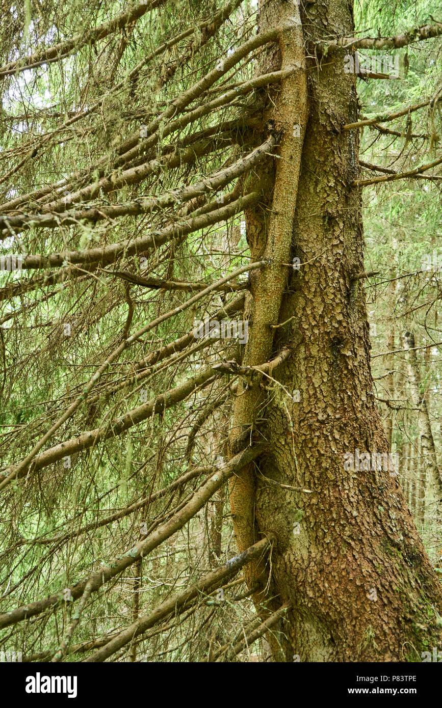 Intertwined trees in forest hi-res stock photography and images - Alamy