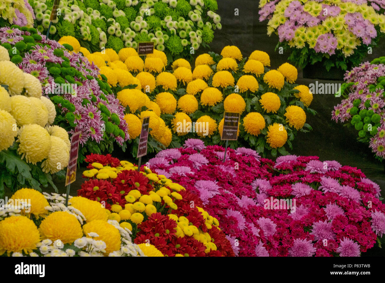 blooms and flower show in flower beautiful Stock Photo - Alamy