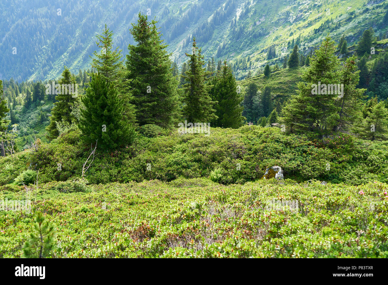 Fir trees in the alps hi-res stock photography and images - Alamy