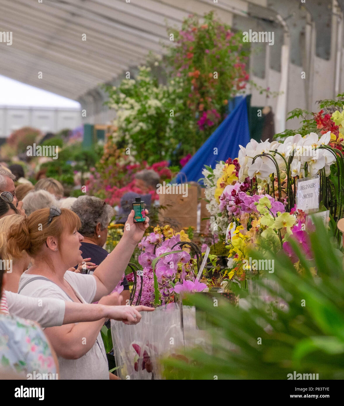 blooms and flower show in flower beautiful Stock Photo - Alamy