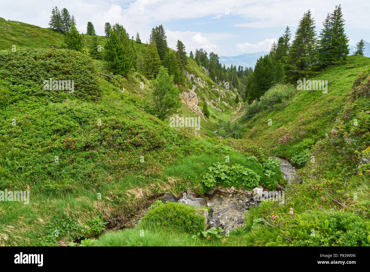 Stream flows through mountains hi-res stock photography and images - Alamy